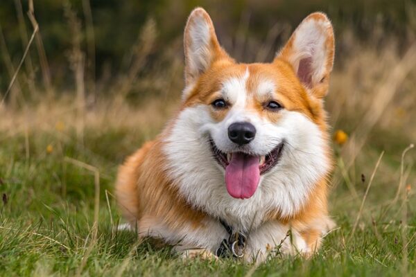 Welsh Corgi: Der charmante Hund mit kurzen Beinen